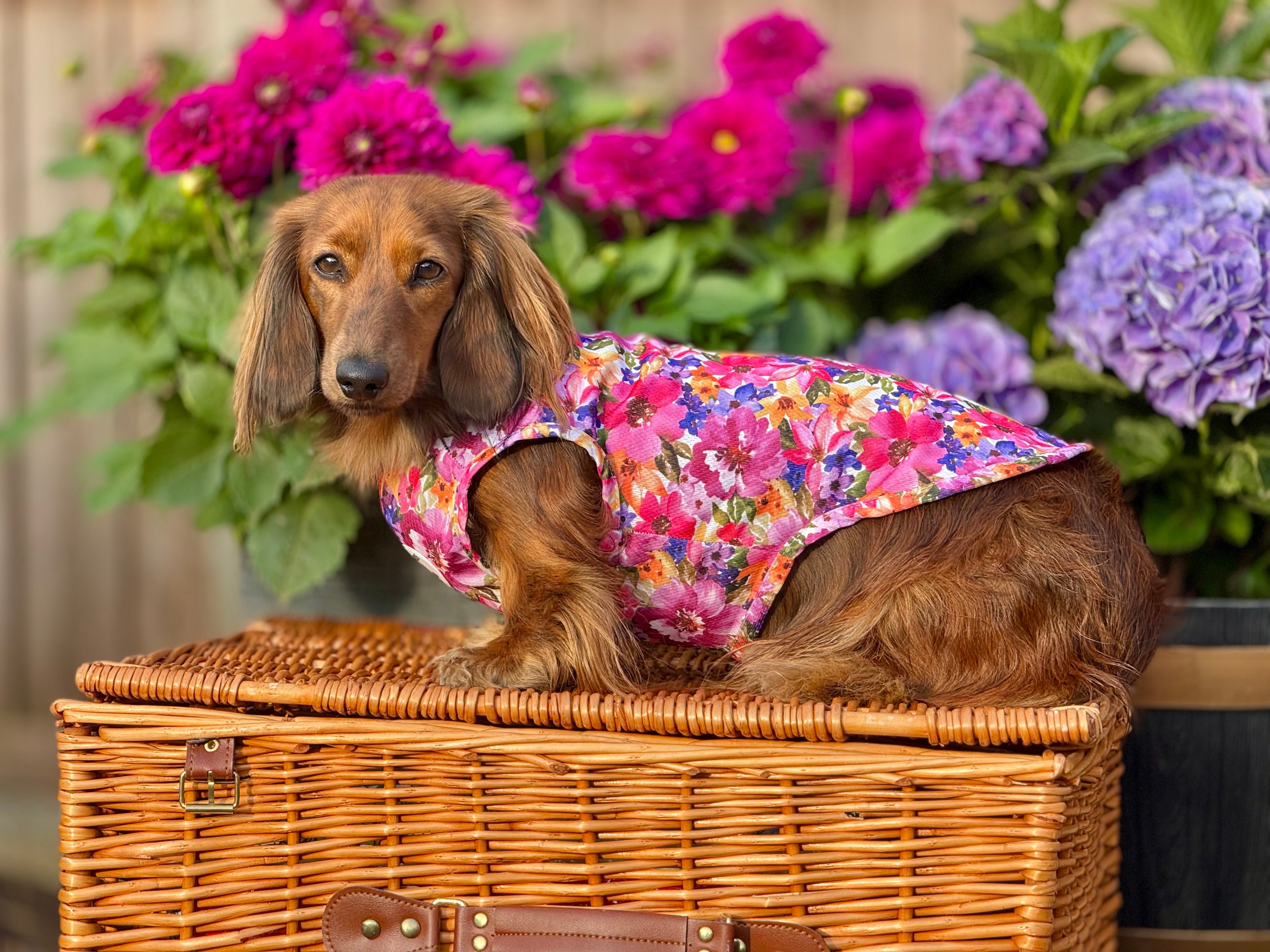 Dog Vests